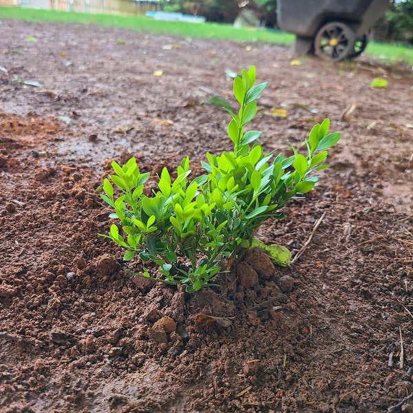 Green Mountain Boxwood - Upright Conical Buxus Live Plant Low ...
