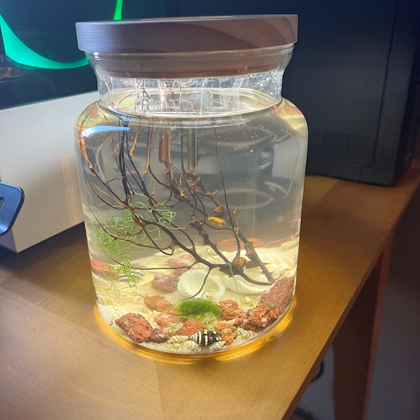 Large Shrimp Ecosphere - Closed Aquatic Ecosystem (glass, Natural Materials, Oval) - Etsy