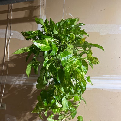 XXL 2 Ft Long Trails golden Pothos in 6 Inch Growers Pot Epipremnum ...