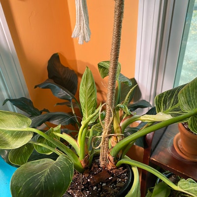 24 Coco Coir Moss Board Plank for Shingling Plants Monstera Dubia ...