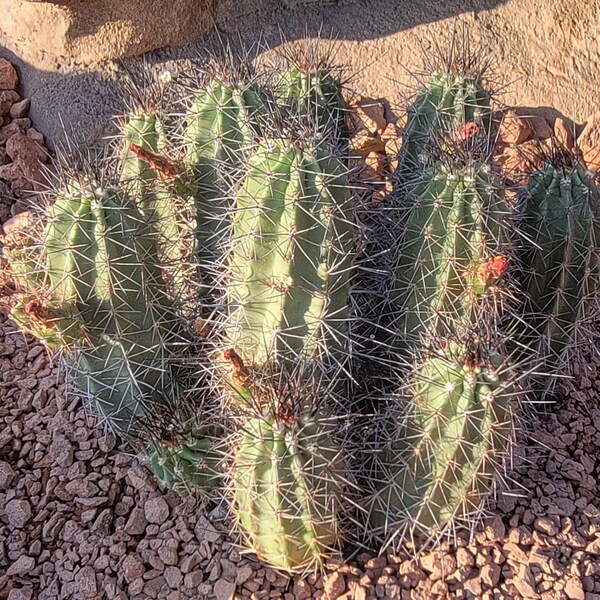 Acacia Tree Seed Assortment 10 Diff. Packs of 25 Seeds Ea. - Etsy