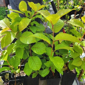 Chaenomeles Speciosa spitfire Flowering Quince Flowering Shrubs/plants ...