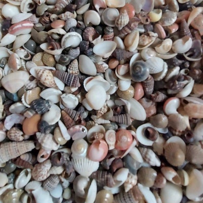 Small Shell Mix-1/43/4tiny Shell Mix-craft Seashells-small Seashells ...