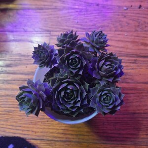 Echeveria Orpet 3.5 Inch Rare Succulent Plants - Etsy