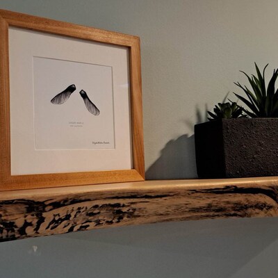 Gray Jay Art Print Canada Jay Whisky Jack Grey Jay - Etsy Canada