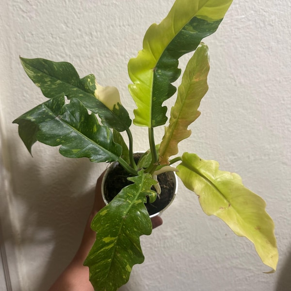 Large Neon Pothos Hanging House Plant Trailing Indoor Plant in 6 Pot - Etsy