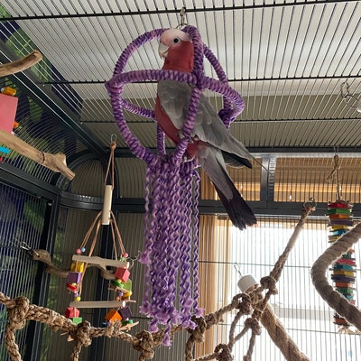 Extra Large Parrot 3 Ring Orbit Swing - Etsy