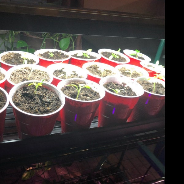 20 Seeds white Jute tropical Herb Grow Year Round as Container Plant ...