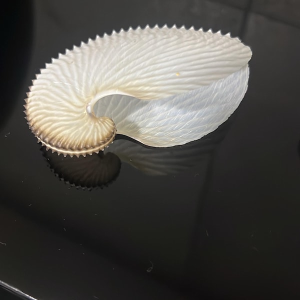 Paper Nautilus Conch Shell - Treasure of the Ocean Real Paper Nautilus ...