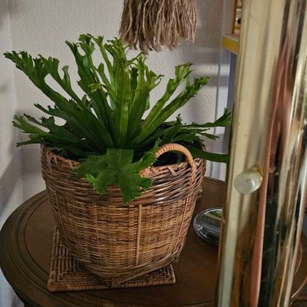 Gorgeous Large Macho Fern 6, Nephrolepis Biserrata, Giant Sword Fern ...