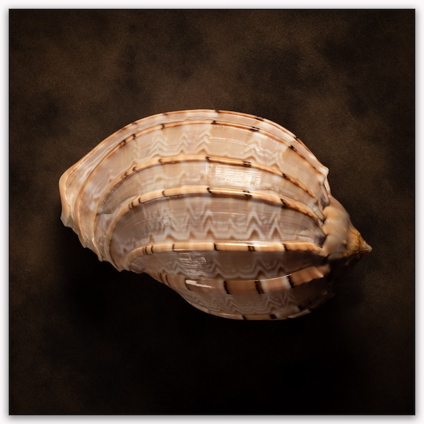 Large Harp Snail Sea Shell Harpa Major Natural Display Specimen Marine ...