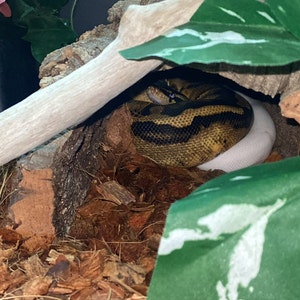 Bulk Cork Bark 10lbs Rounds Flats or Mixed Box Great for Reptile ...