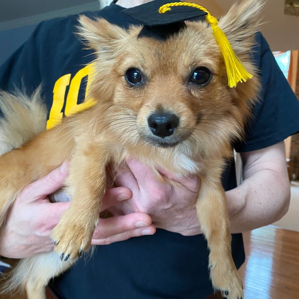 Mini-sized Graduation Cap Cat Hat for Your Cat FREE SHIPPING! Add-on ...