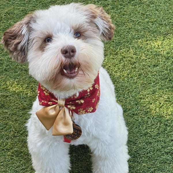 Chinese New Year Dog Bowdana | CNY Dog Bandana, Lunar New Year Bandana ...