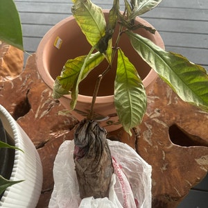 Pheasant Wood, Kassod senna Siamea Rare Hardwood Tree Live Plant - Etsy