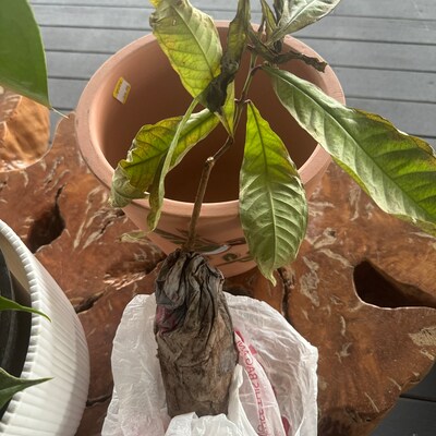 Inca Nut, Sacha Inchi plukenetia Volubilis Live Plant - Etsy