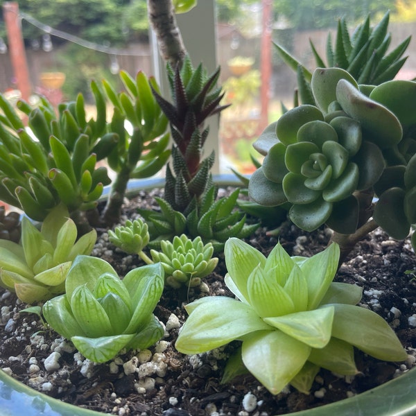 Rare Succulents - Haworthia Golden Obtusa Mini, Live Plant - Etsy