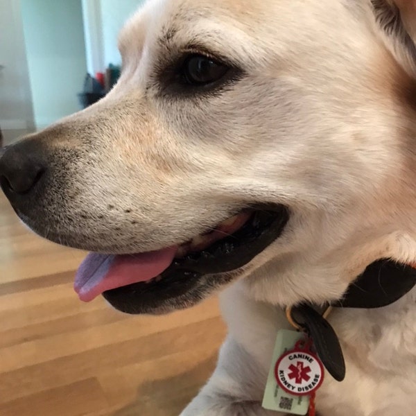 Medical ID Tag - Canine Kidney Disease Medical Alert - Etsy