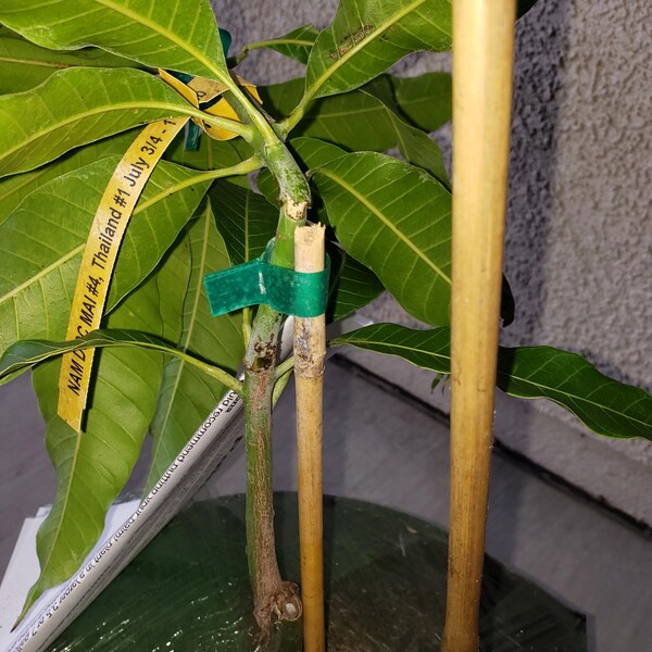 Extremely Rare Corypha Umbraculifera (talipot Palm) - Etsy