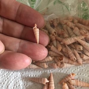 FLORIDA COMMON AUGER Cone Sea Shells ~ 10-100pcs ~ Wedding Craft ...