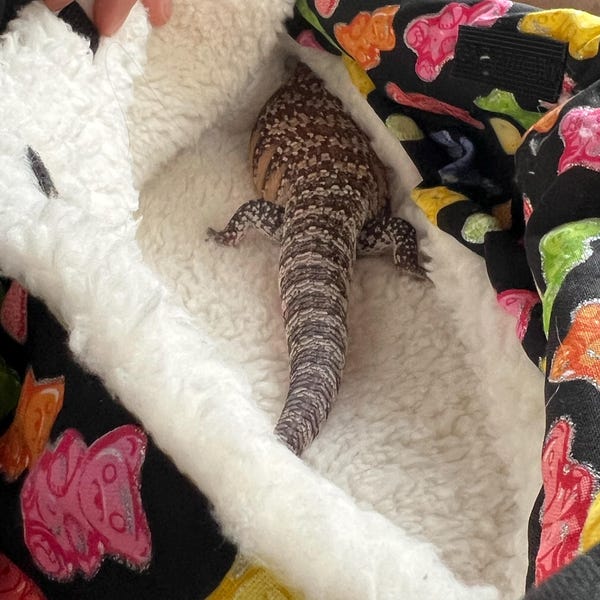 Bearded Dragon Carrier/blue Tongue Skink Carrier/lizard Carrier - Etsy