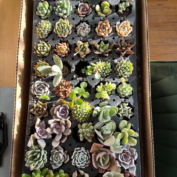 Assorted Live Rooted Succulent Plugs | Great for Baby Showers, Wedding ...