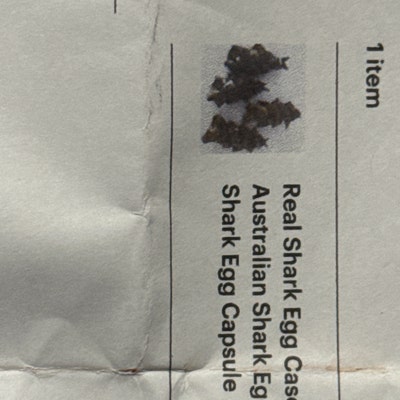 30 Zebra Top Seashells Seashells Australian Seashells Seashell Craft ...