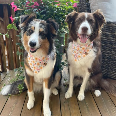 Fall Dog Bandana Plaid Dog Gift Orange Dog Bandana Thanksgiving Dog ...