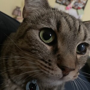 Medical ID Tag Black Kitty Cat Medical Alert - Etsy