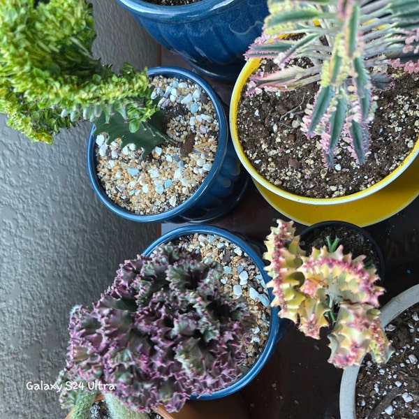 4 African Violet cabbage Patch - Etsy