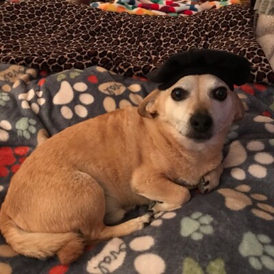 Dog Beret Only, Any Color, With Contrast Button and Stitching, Hats for ...