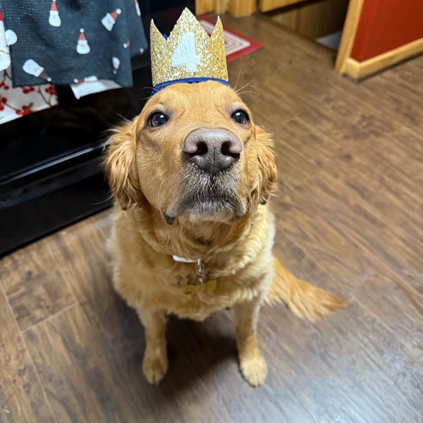 Dog Birthday Crown | Pet Birthday Crown | Dog Crown | Pet Crown Dog ...