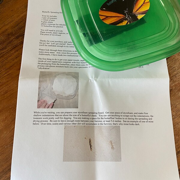 Butterfly Mounting Kit for Beginners, With Real Butterflies and Tools ...