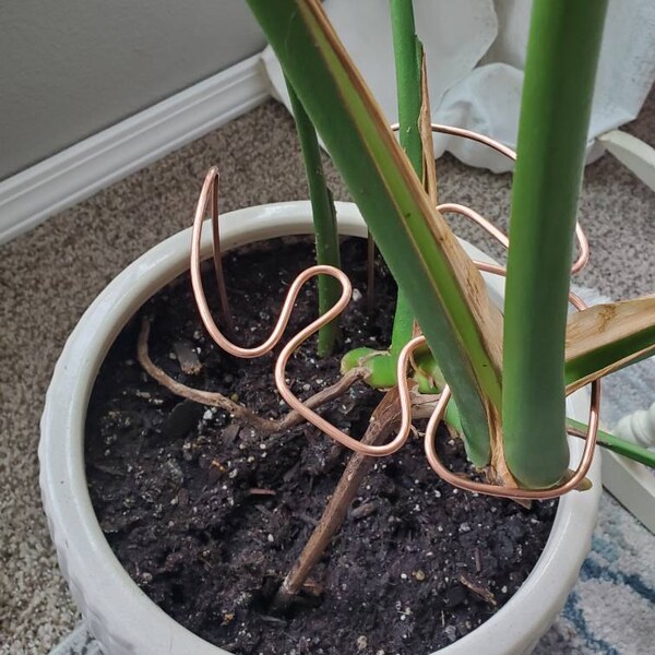 Plant Propagation Side Car Plant Buddy Test Tube Prop Station - Etsy