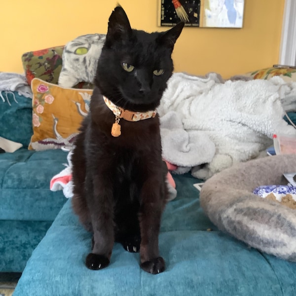 Retro Checkered Cat Collar With Bell, Colorful Male Cat Breakaway ...