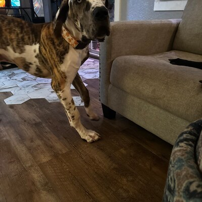 Cute but Psycho Dog Collar, Funny Dog Collar, Adjustable, Washable, Eco ...