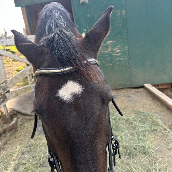 Anatomical Bridle - Verity Bit Lifter for Mouthy / Sensitive Horse ...