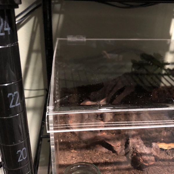 Reptile Enclosure, Tarantula Cage, 10 Gallon Size, Gecko, Terrarium ...