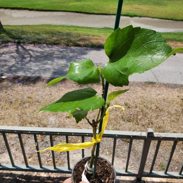 FIREBUSH Firefly Dwarf Scarlet Red Shrub Live Plant Orange Yellow ...
