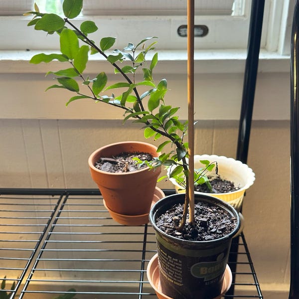 EBONY Firecrepe Crape Myrtle Starter Lagerstroemia Well Rooted starter ...