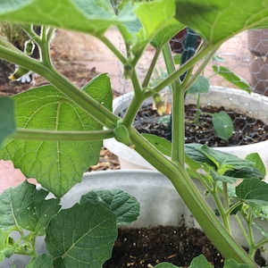 50 PERUVIAN GROUND CHERRY Physalis Peruviana Cape Gooseberry Fruit ...