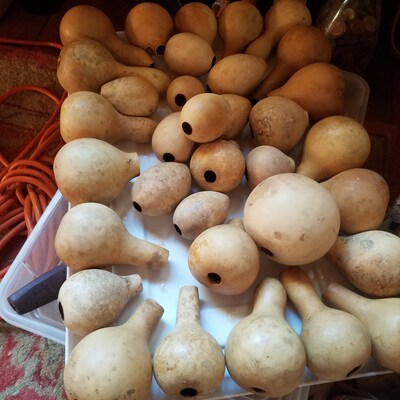 15 Quality Mini Pear Gourds Cleaned and Dried - Etsy