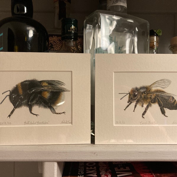 PRINT • Cornish Black Bee • B4 Project • Native Bee Art • Wildlife ...