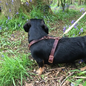 BIOTHANE DOG HARNESS, Large Breeds Training Harness, Biothane Beta ...