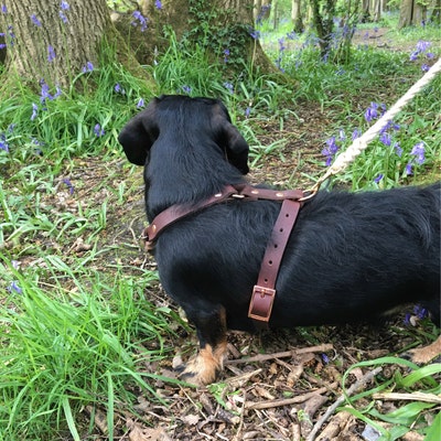 BIOTHANE DOG HARNESS, Large Breeds Training Harness, Biothane Beta ...