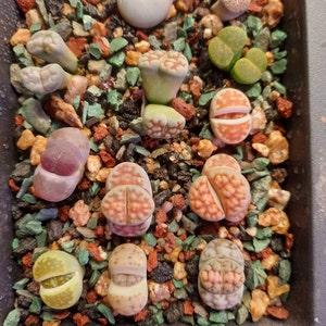 1020-30pc Baby Lithop .rare Succulents.living Stones l0.4-0.5inchhand ...