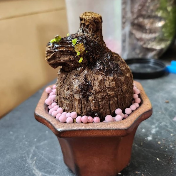 Stephania Suberosa Mini Caudex Plant Rare Indoor Succulent Bonsai ...
