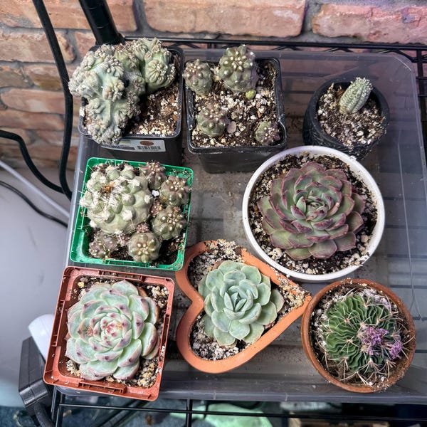 Echeveria ‘diana’ - Etsy