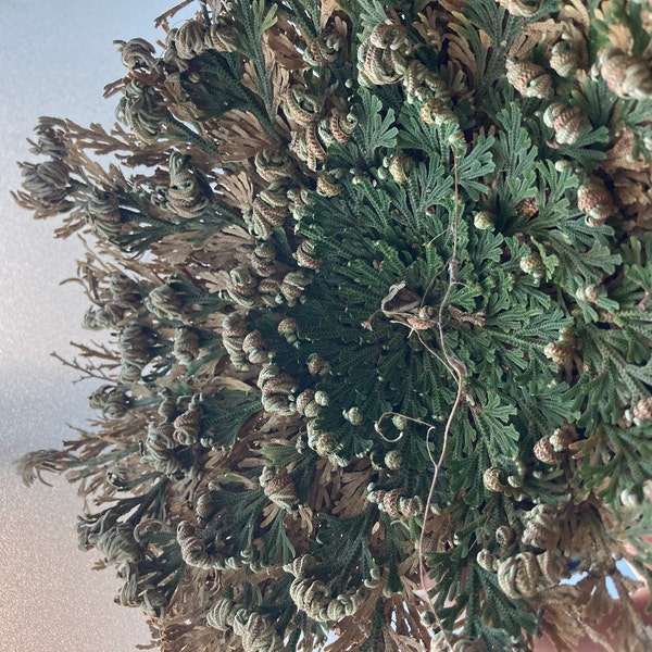 Resurrection Plant | Jericho Flower | Rose of Jericho | Resurrection ...