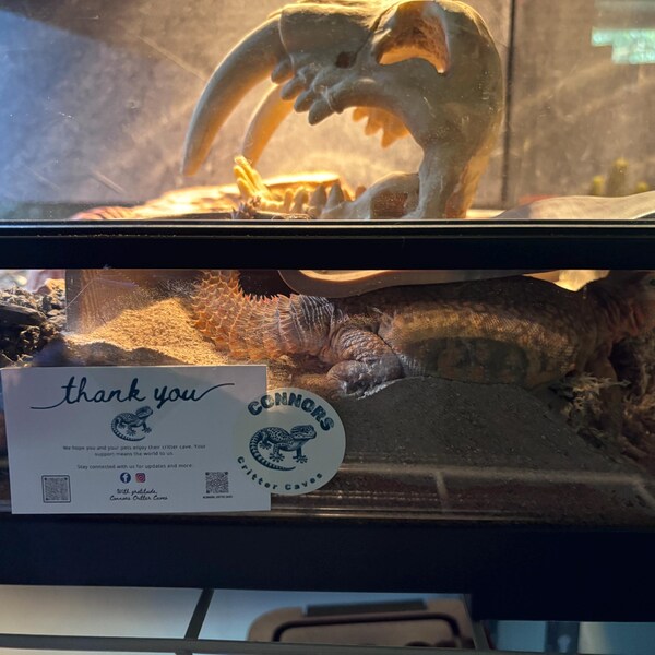 Terrarium/reptile Cave - Serpent Suite/snake Cave - Custom Sizing ...